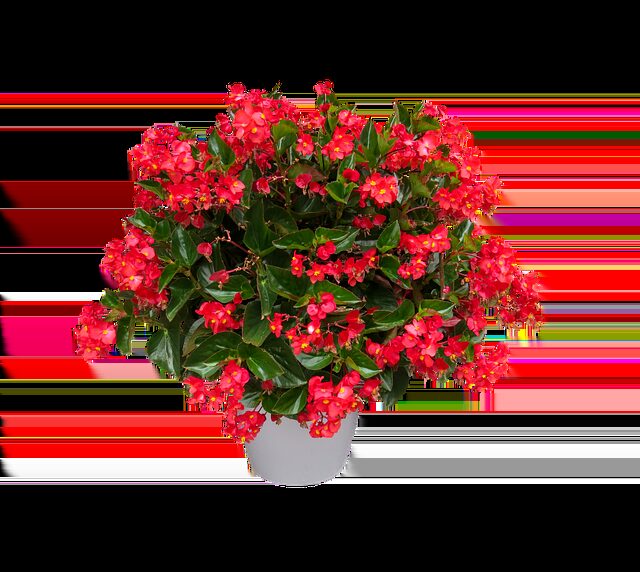 Beneficios de la begonia en la medicina natural - Andrea Belver